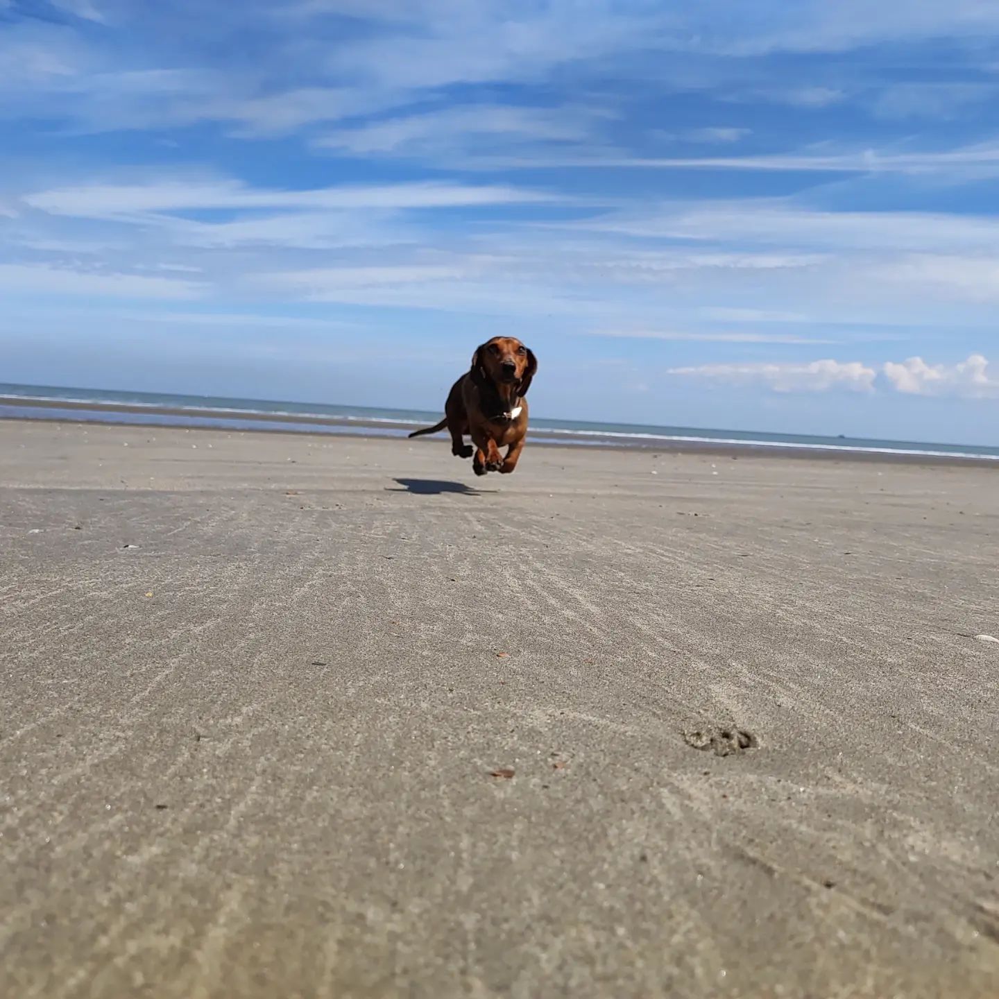 « Marcel le Teckel : le biscuit qui a du chien » — #Liégeois